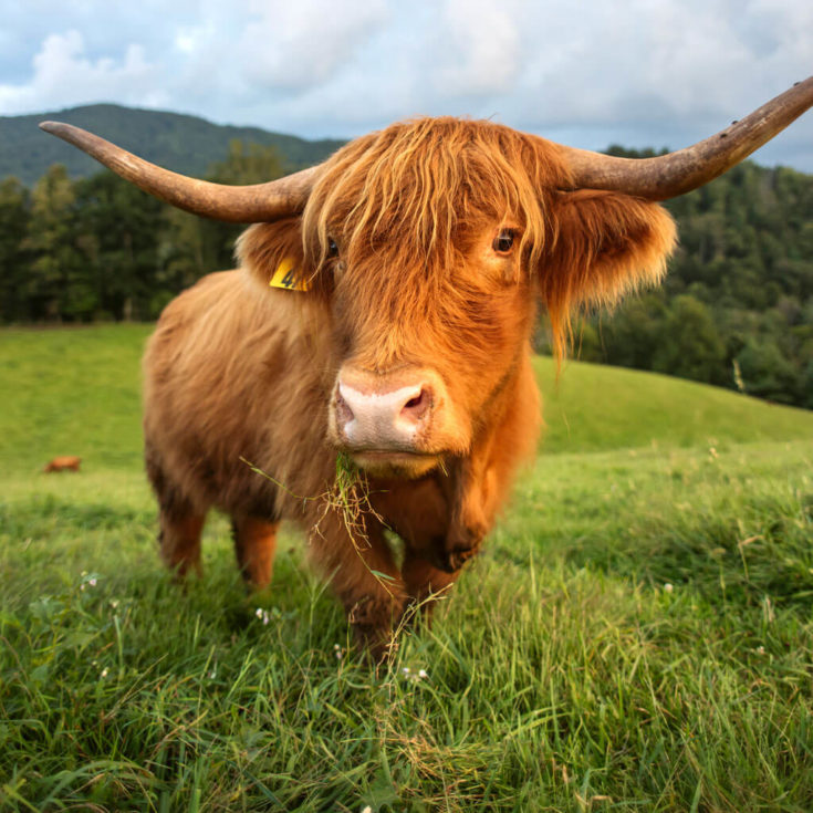 Happy Hens and Highlands in Burnsville | Our State