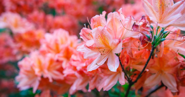 Tips for Planting Azaleas | Our State