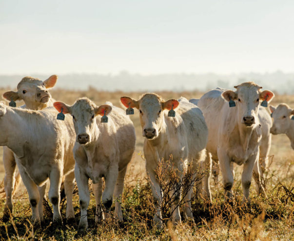 The Cowman of Caswell County | Our State