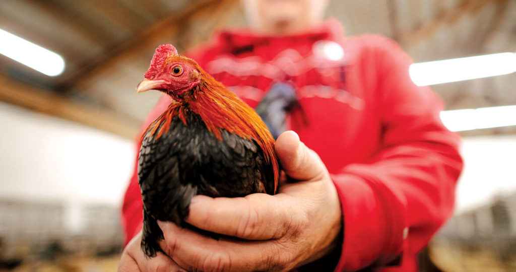 The Chicken Champs | Our State