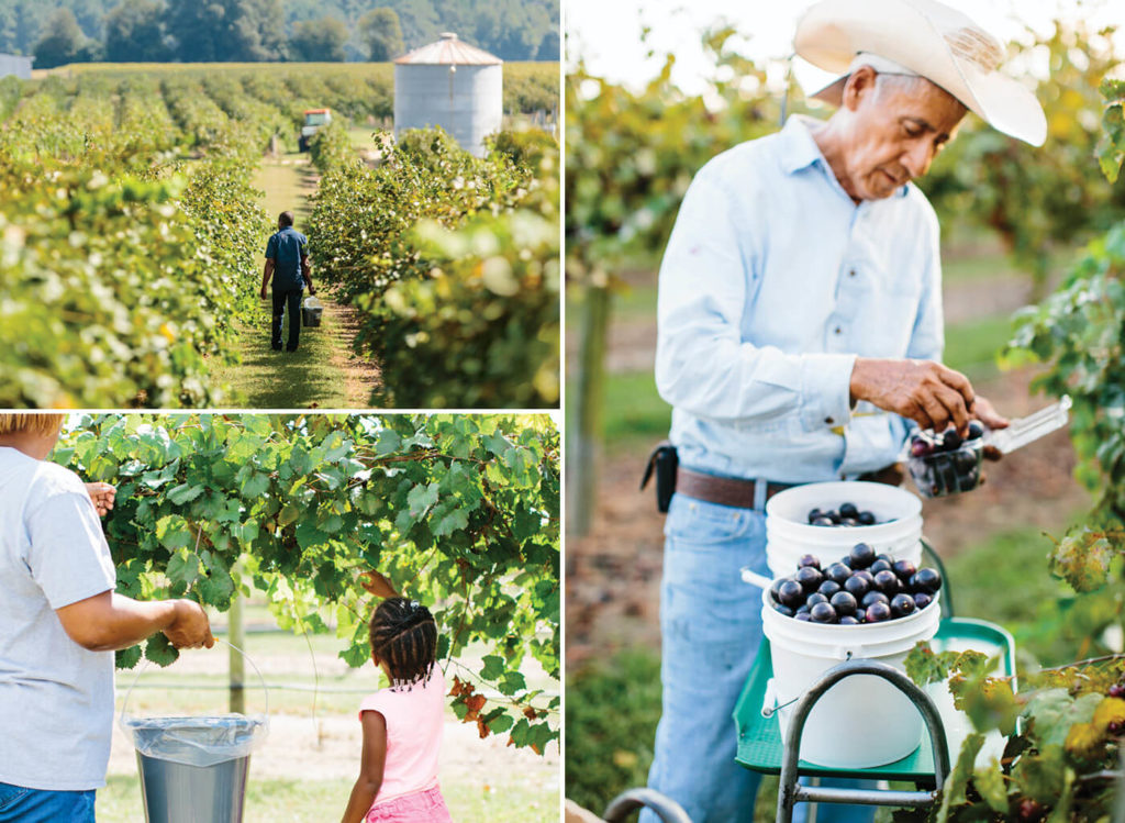 Our Native Grape: A Guide to North Carolina’s Muscadine Wineries | Our ...