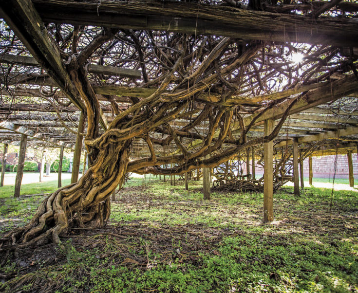 Our Native Grape: A Guide to North Carolina’s Muscadine Wineries | Our ...