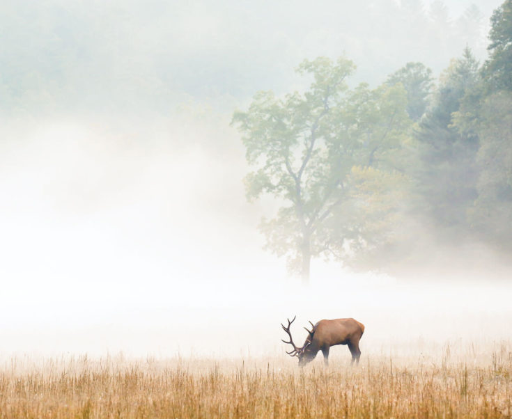 The Science Behind the “Smoke” of the Great Smoky Mountains | Our State
