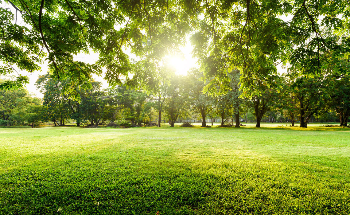 A Guide to Growing Gorgeous Grass | Our State