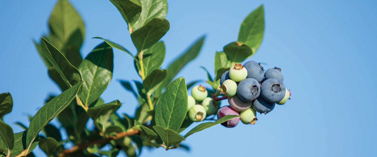 Red, White, & Blueberries: Our Favorite Summer Fruits | Our State