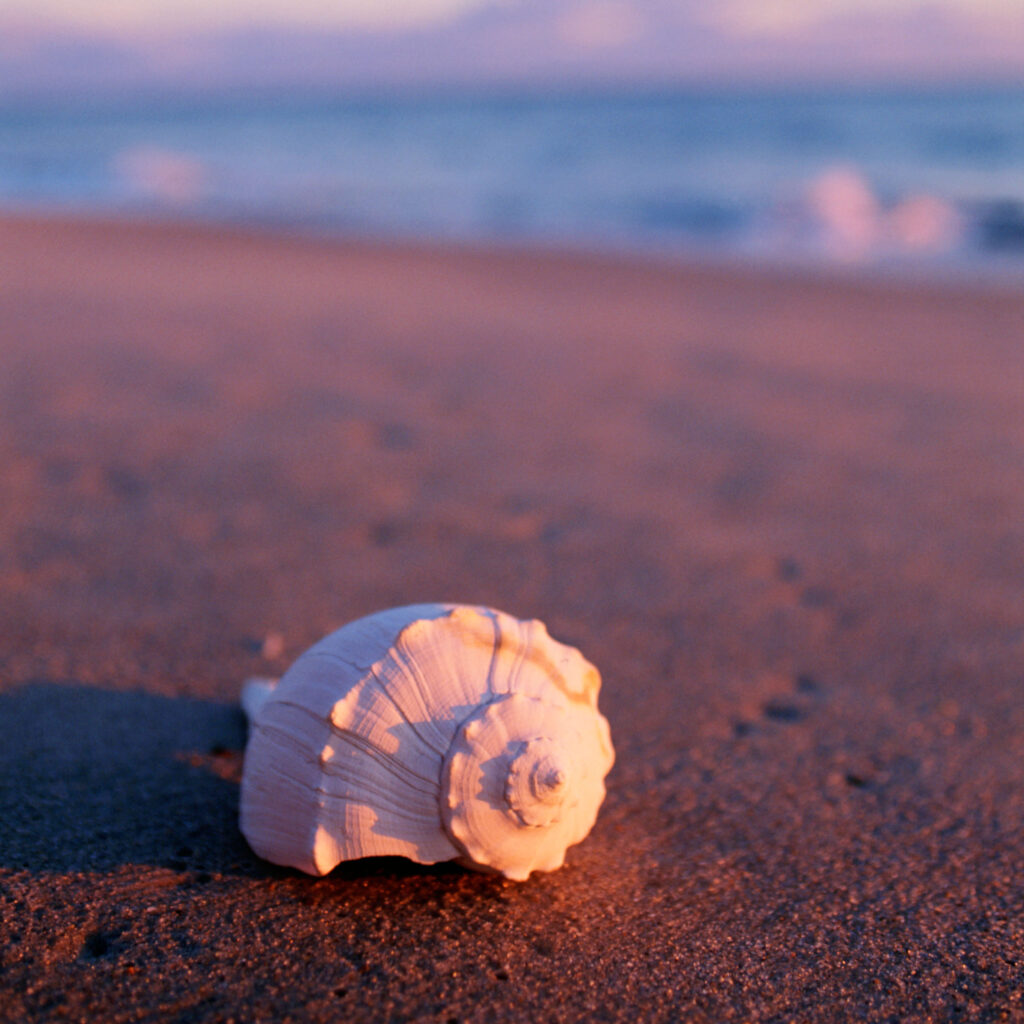 Fall in Love with Currituck County | Our State