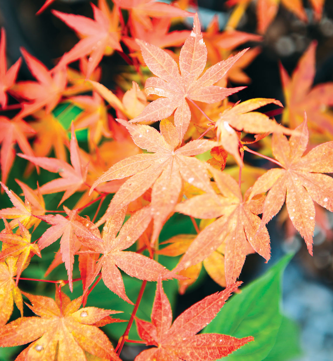 The Maple Brothers | Our State