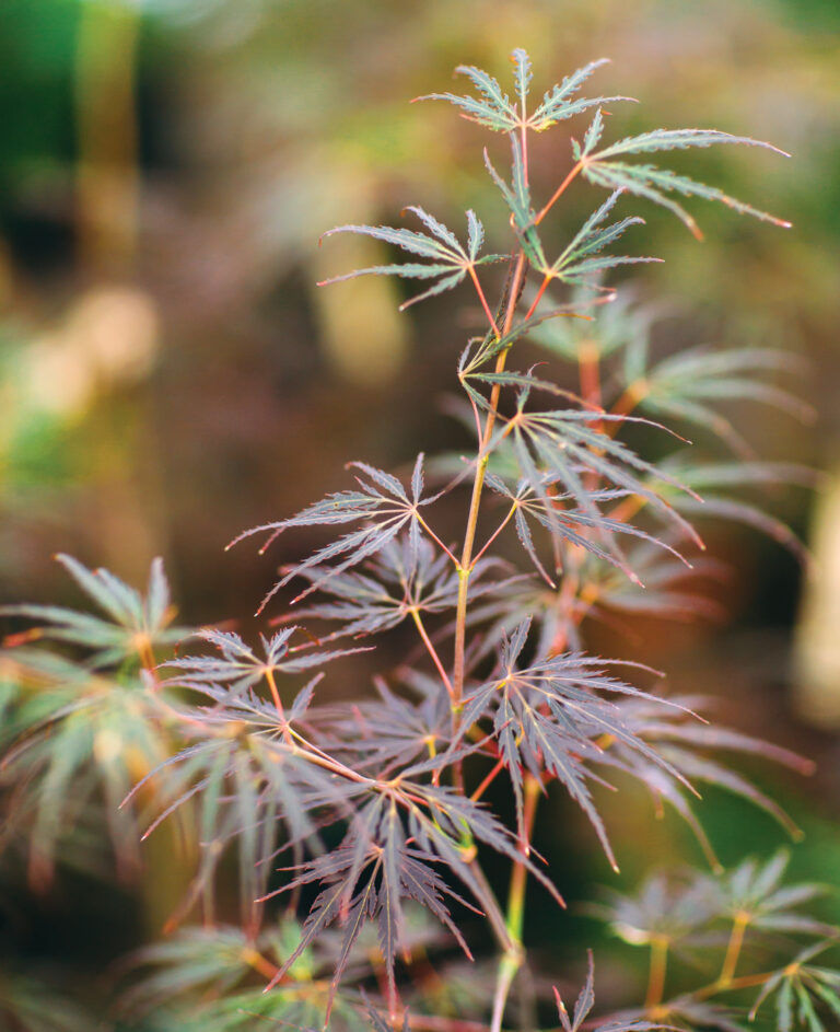 The Maple Brothers | Our State