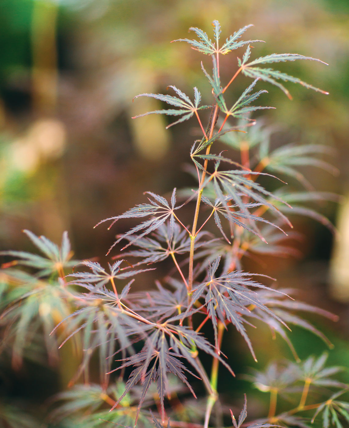 The Maple Brothers | Our State