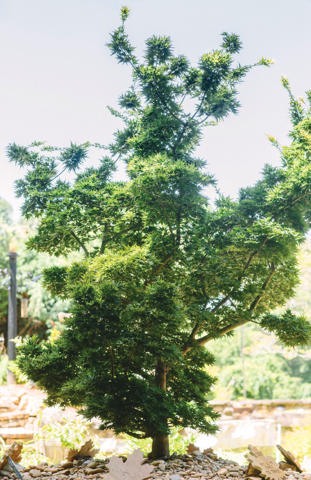 The Maple Brothers | Our State