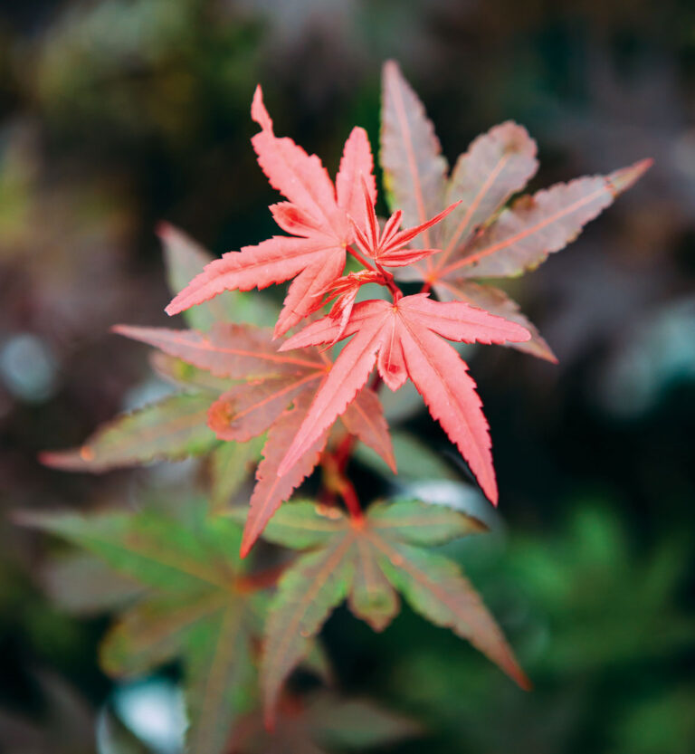 The Maple Brothers | Our State