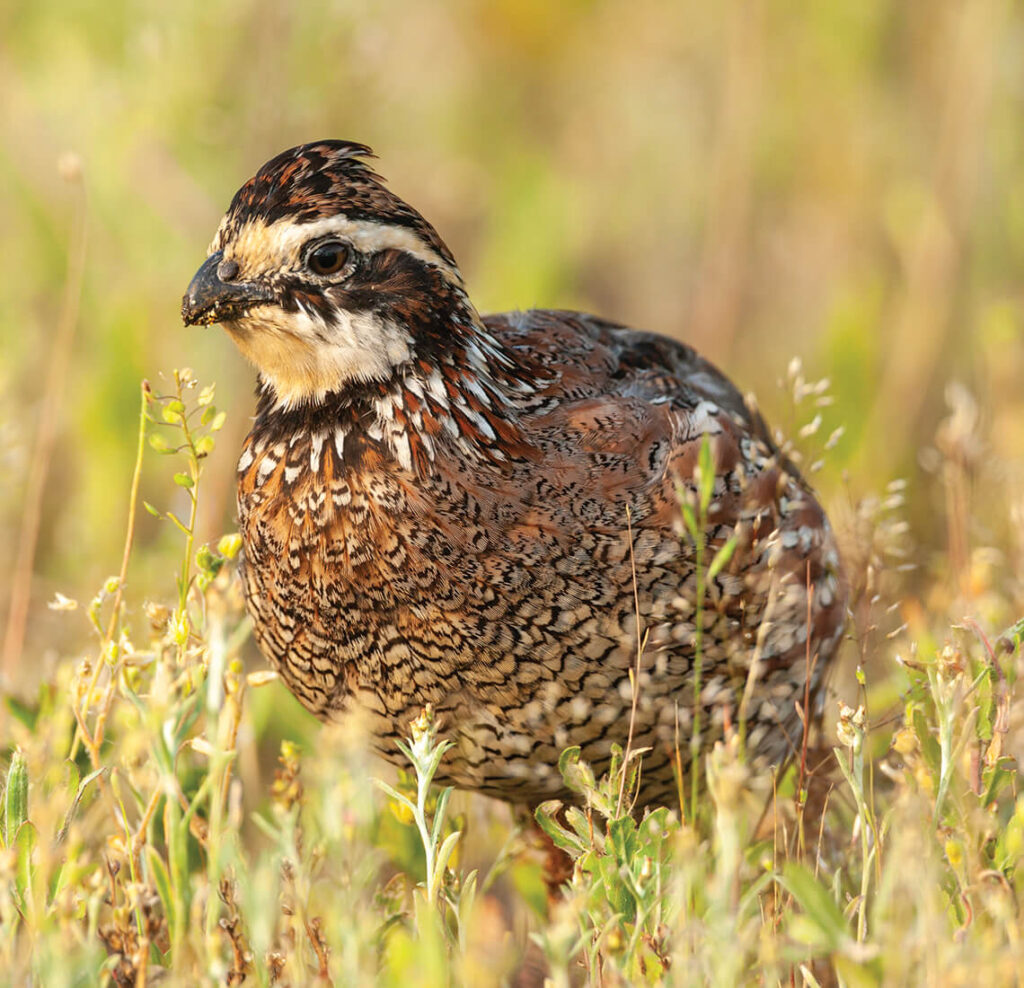 Welcome to Quail Country | Our State