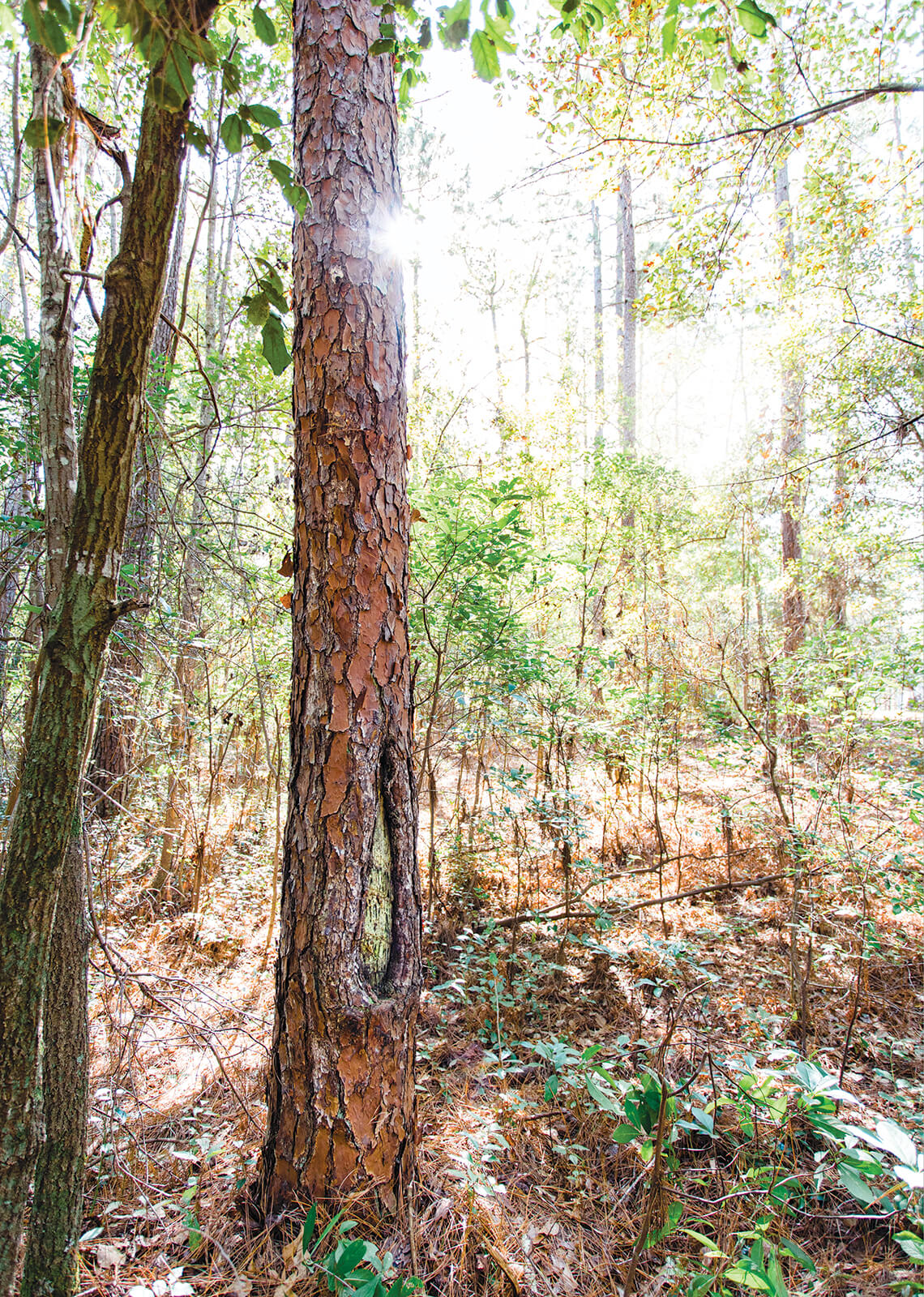 Cats in the Pines | Our State