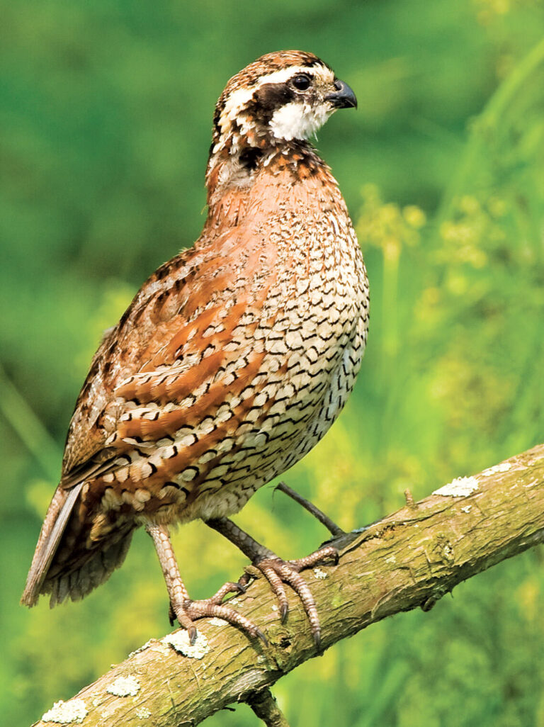 A Bird’s-Eye View of North Carolina: A Photo Essay | Our State