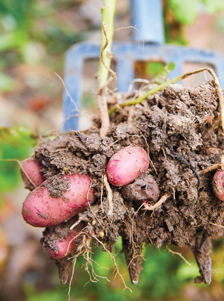 Potato Pals | Our State