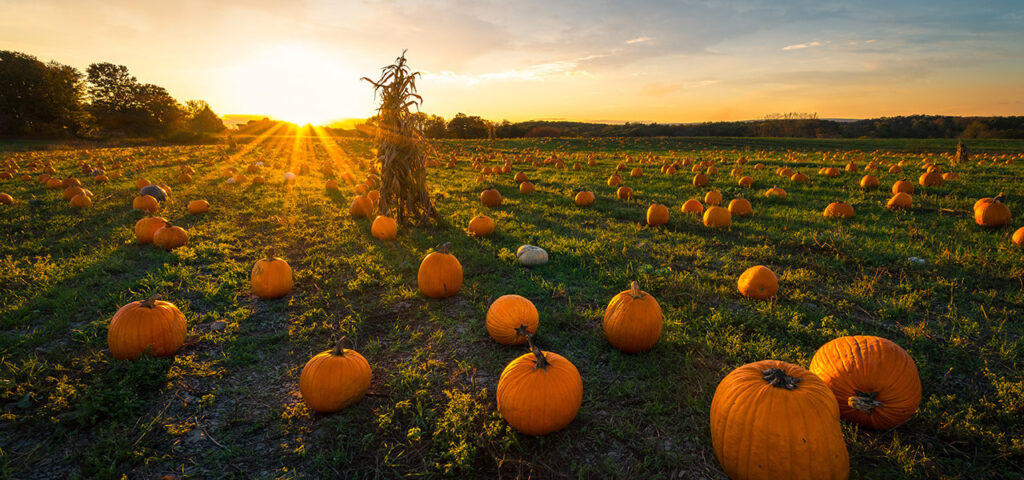 10 North Carolina Pumpkin Patches | Our State