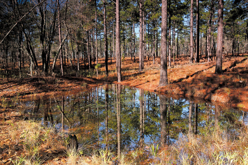 March of the Salamanders | Our State