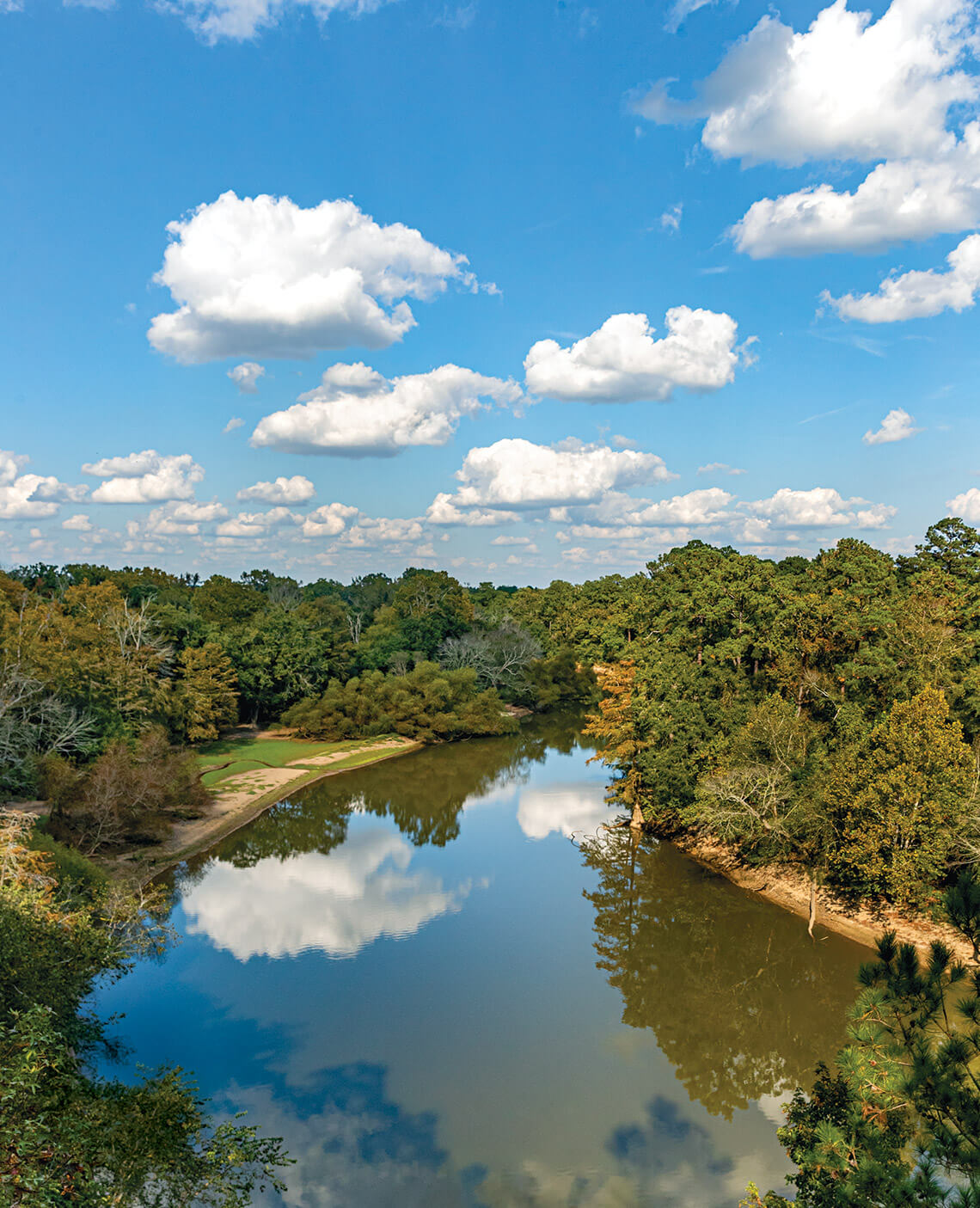 Ants Go Marching at Cliffs of the Neuse State Park | Our State