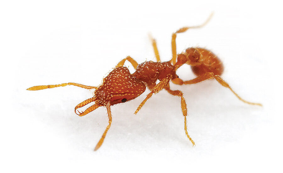 Ants Go Marching at Cliffs of the Neuse State Park | Our State