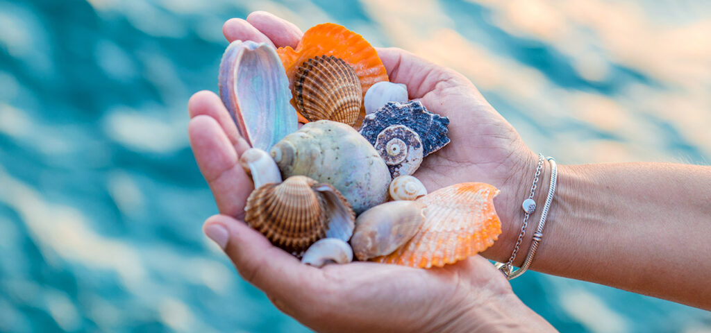 Our State Knows Best: Beachcombing | Our State