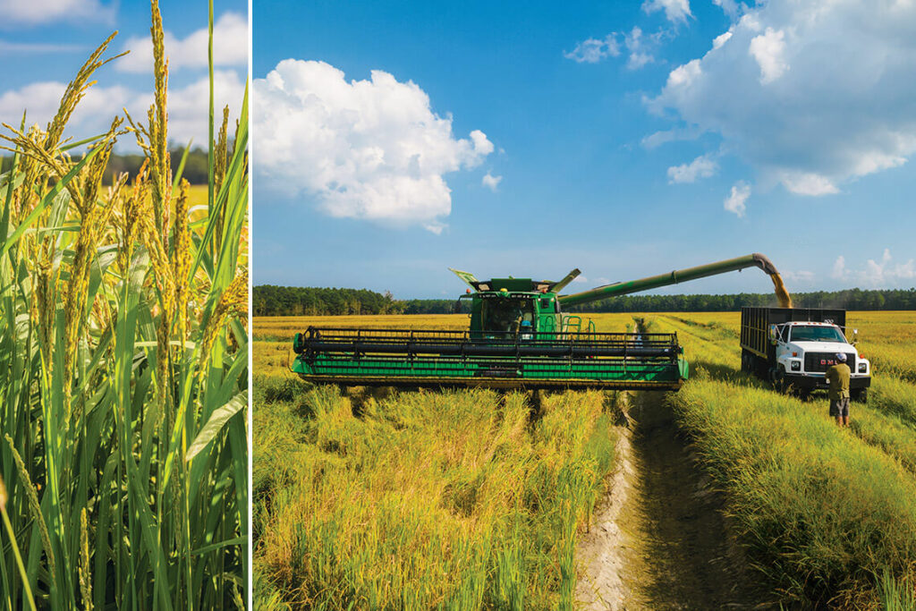 North Carolina’s Rice Revival | Our State