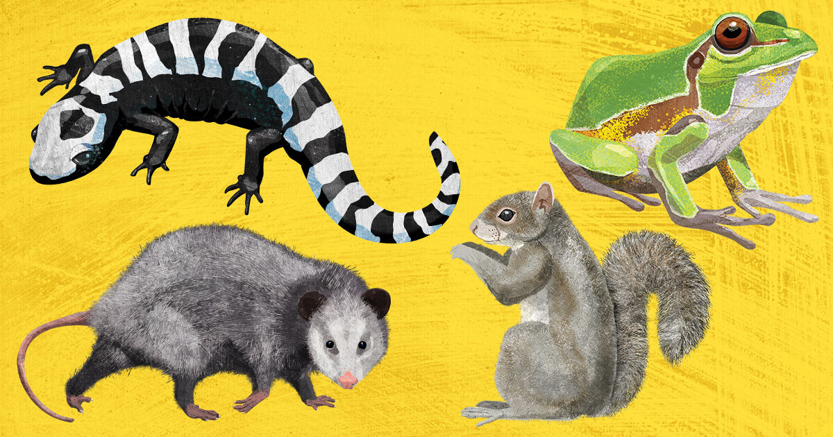 All Creatures Great & Small: Our State Animals | Our State