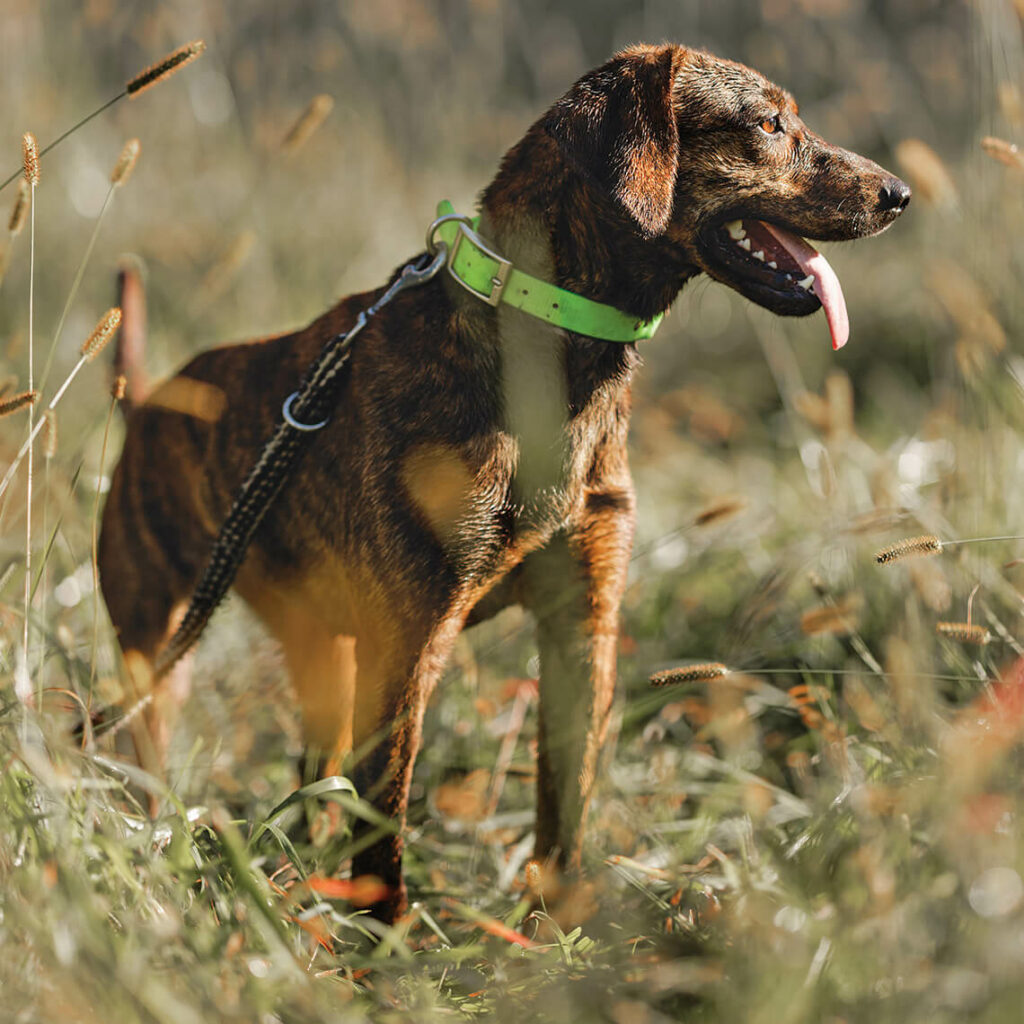 Carolina Born & Bred | Our State