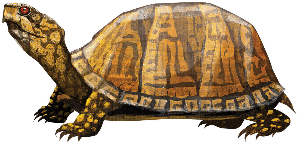 Tracking Turtles with the Box Turtle Connection | Our State