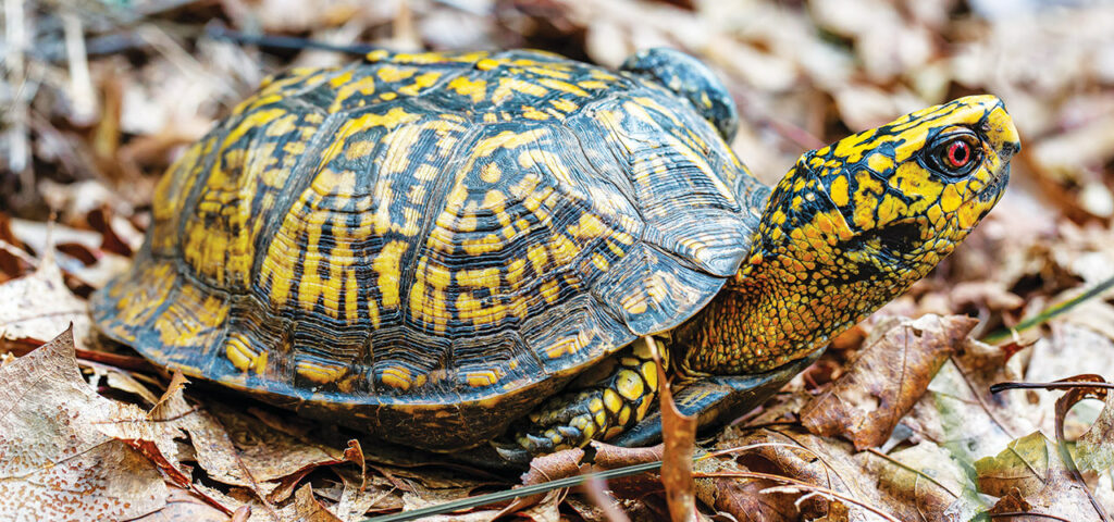 Tracking Turtles with the Box Turtle Connection | Our State