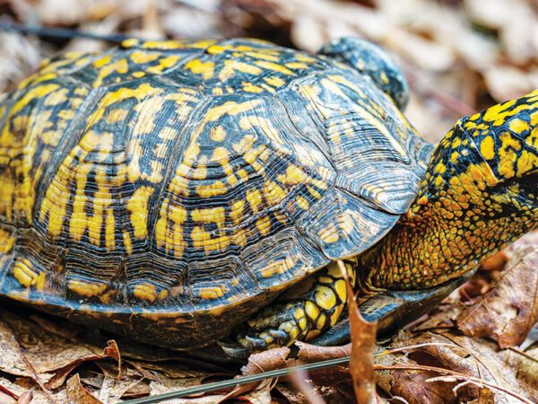 eastern box turtle Archives | Our State