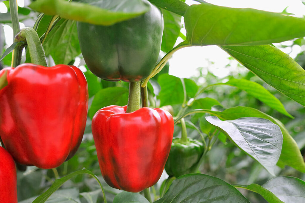 A Day in the Life of a North Carolina Fruit & Vegetable Farmer | Our State