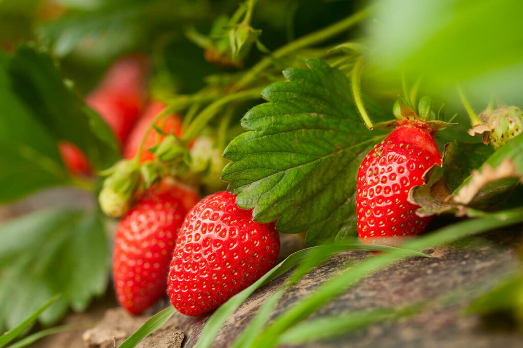 A Day in the Life of a North Carolina Fruit & Vegetable Farmer | Our State