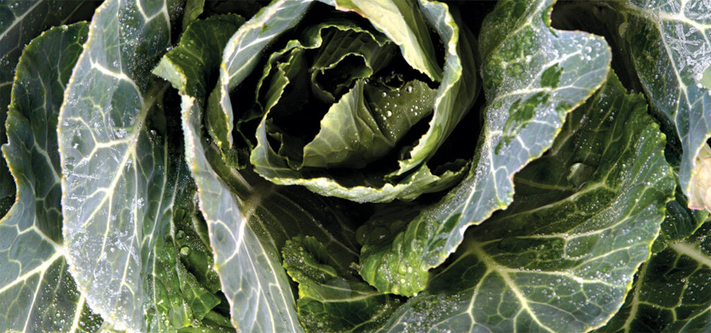 Collards | Our State