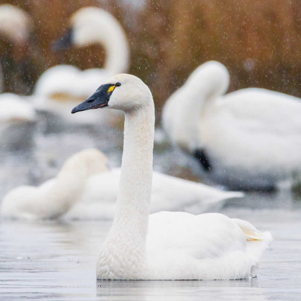 3 Trails for Winter Bird-Watching | Our State