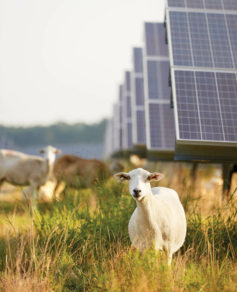 Made in NC: Sun Raised Foods | Our State