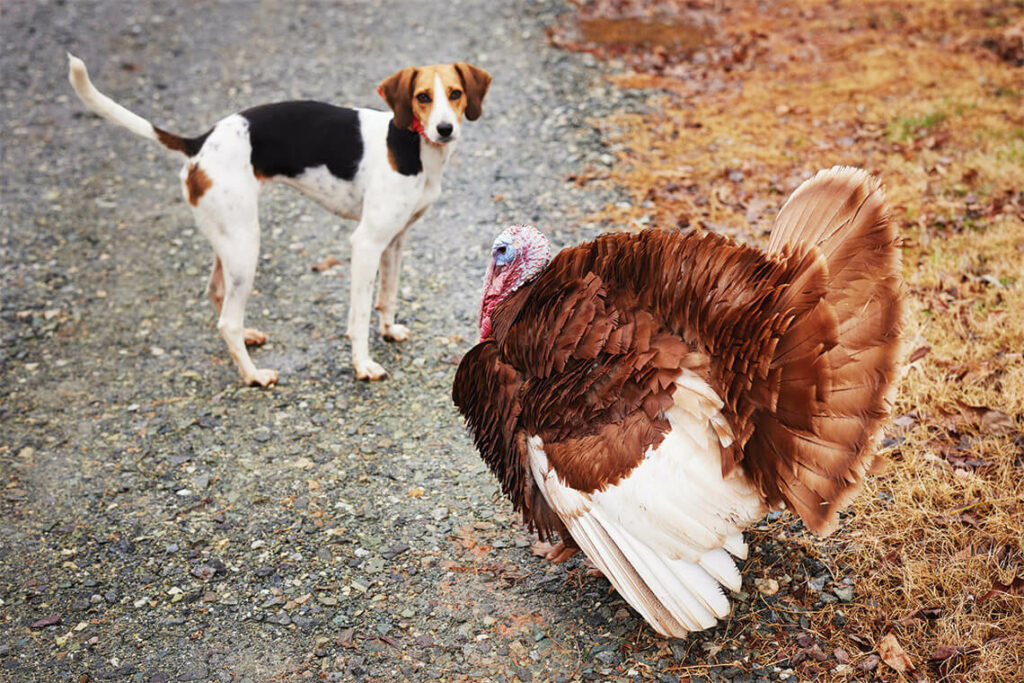 The Chatham Rabbits Find the Harmony of Home | Our State