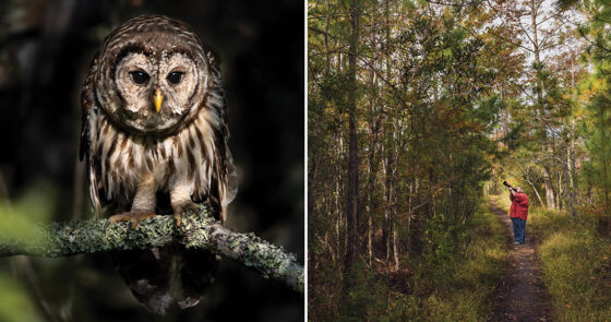 5 Ways to Explore Alligator River National Wildlife Refuge | Our State