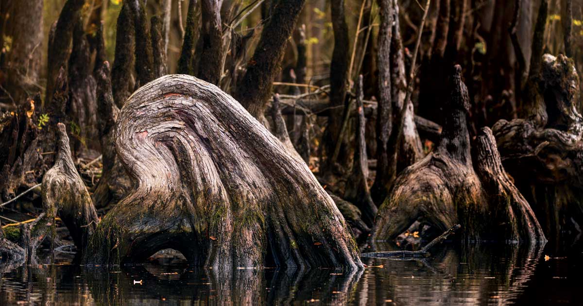 Beauty in the Backwaters | Our State