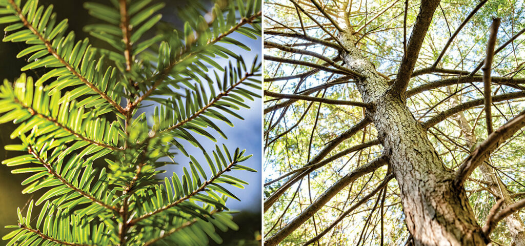 Keeper of the Hemlocks | Our State