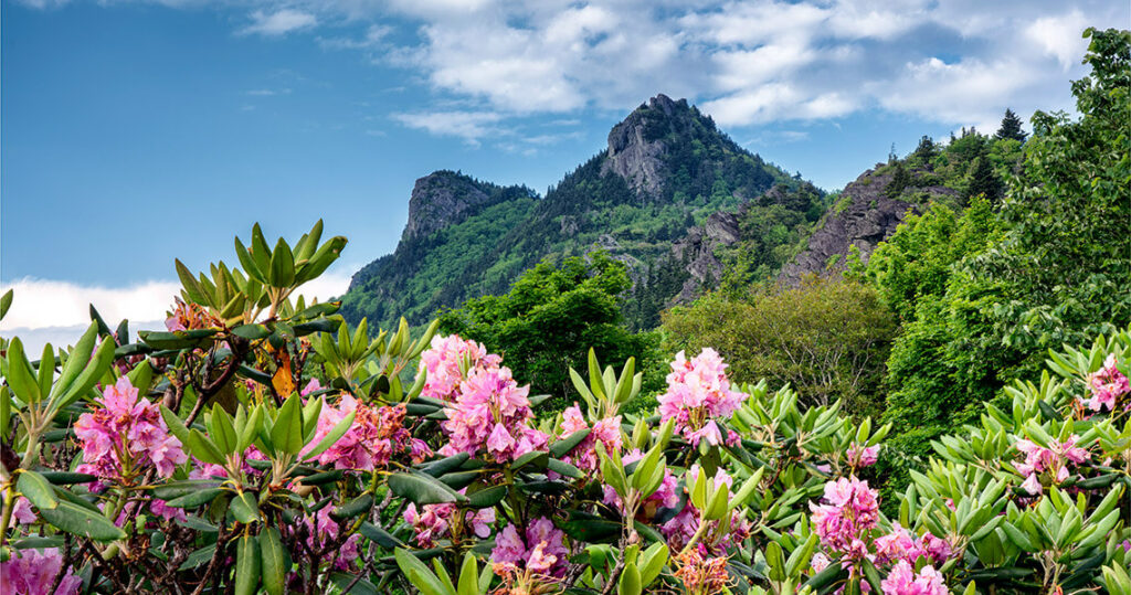 6 Can’t-Miss Hikes for Birding & Blooms in the Blue Ridge | Our State