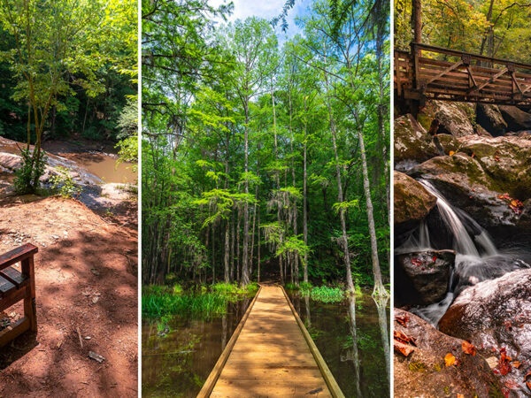 Merchants Millpond State Park Archives | Our State