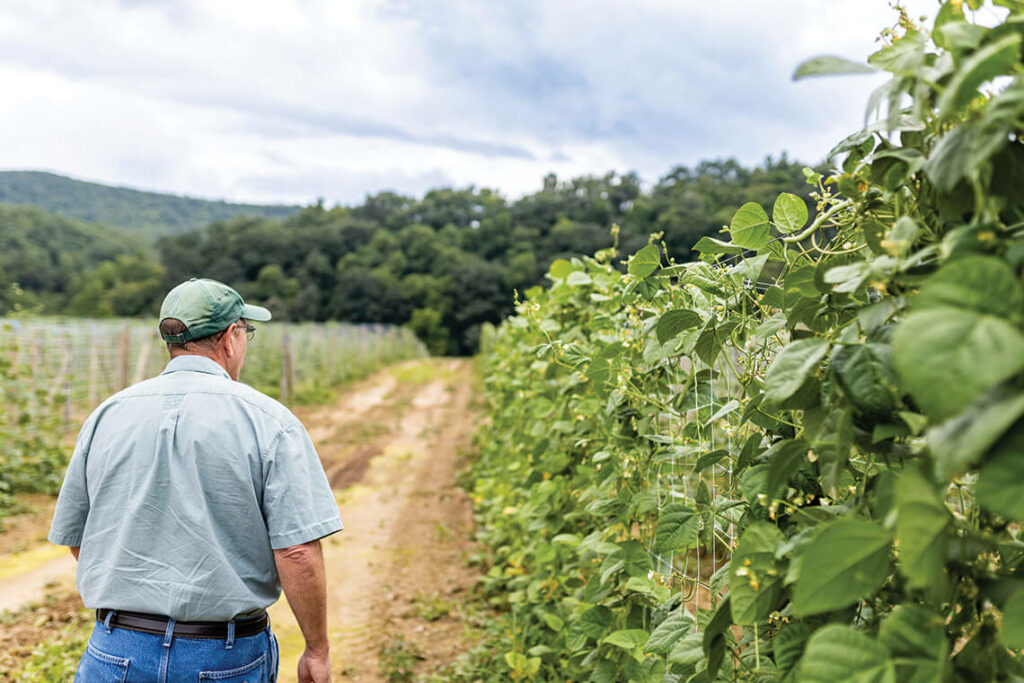 A Pole Bean Revival in Ashe County | Our State