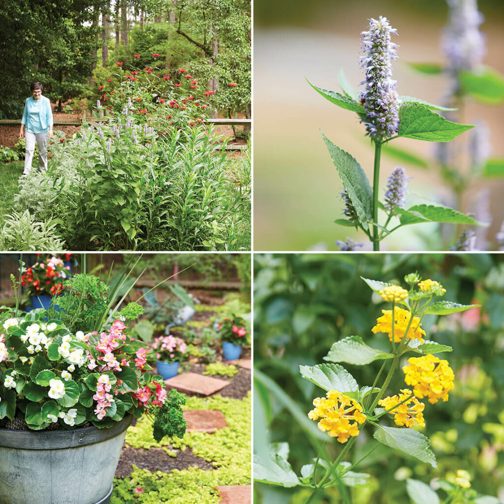 Plant Joy | Our State