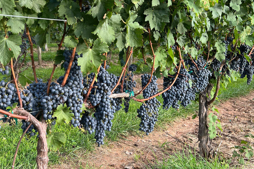 7 Things You Didn’t Know About North Carolina Wine | Our State
