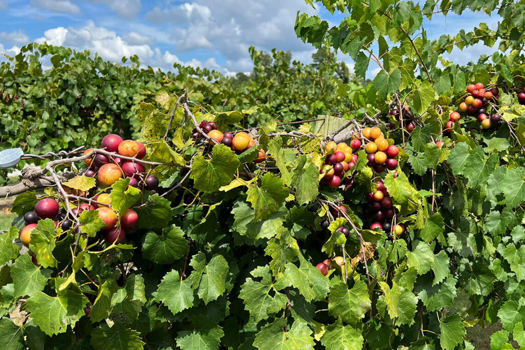 7 Things You Didn’t Know About North Carolina Wine | Our State