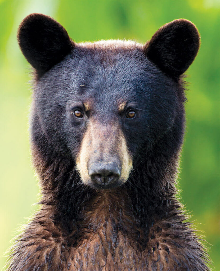 Black Bears | Our State