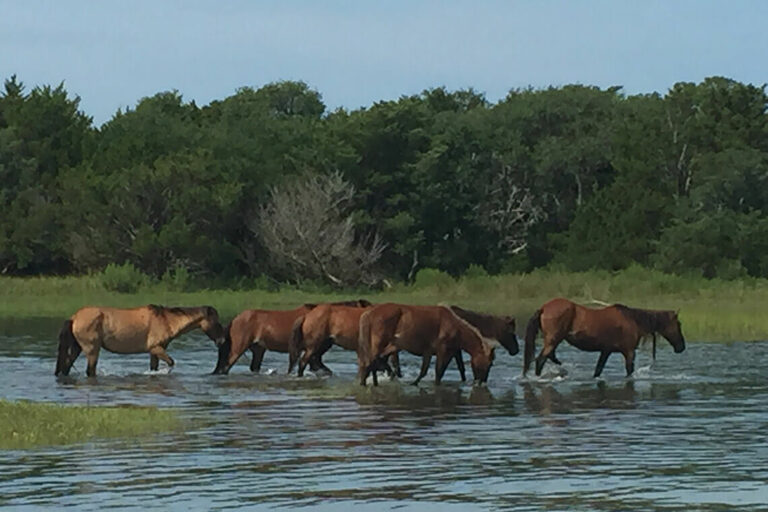 The Ultimate Guide to Beaufort | Our State