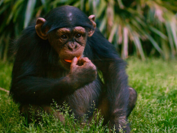 Our State | Celebrating North Carolina