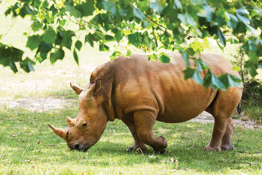 A Ride on the Wild Side at the NC Zoo | Our State