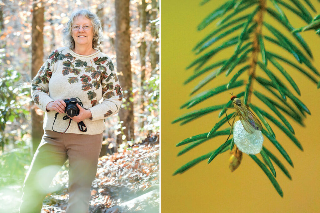 The Smaller Side of the Smokies | Our State